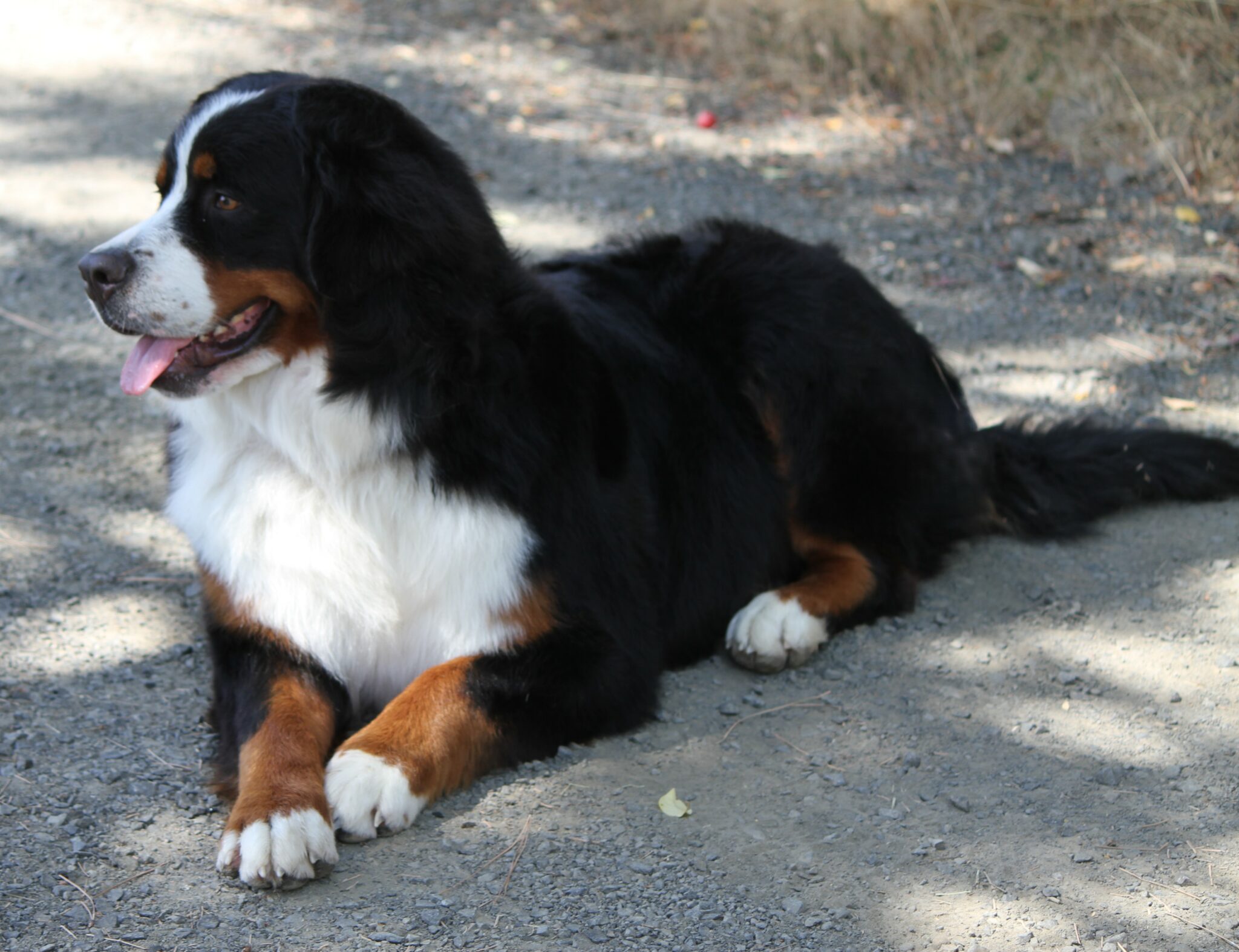 Cedar Ridge Bernedoodles | Bernese Mountain Dogs | Kendrick, Idaho